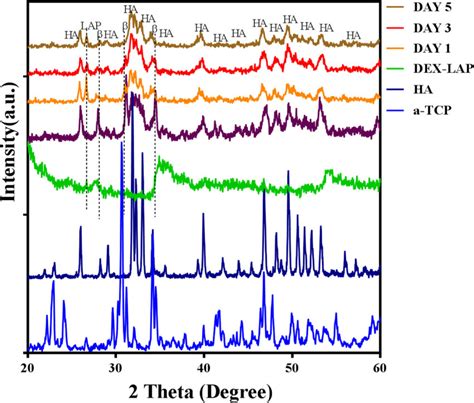 Xrd Patterns Of Cpc 2 At Different Days Of Immersion Into Ringers Download Scientific Diagram