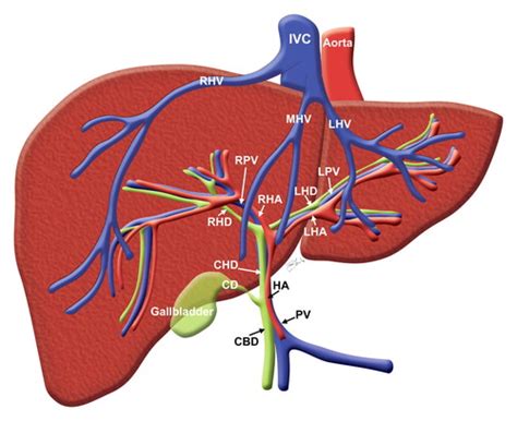 Vascular And Biliary Variants In The Liver Implications For Liver