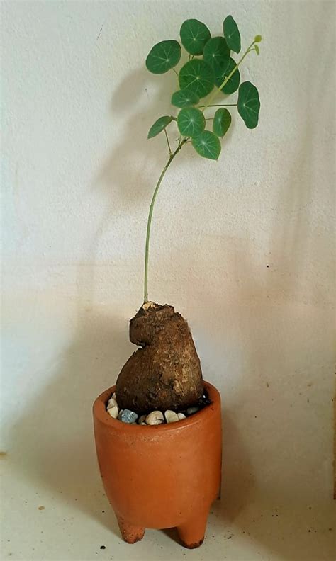 បេះដូង ធម្មជាតិ រុក្ខជាតិ ស្លឹកឈូក ថង់កាក់មាស