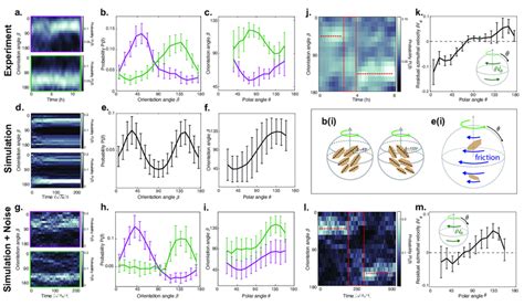 Chiral Symmetry Breaking In The Cell Shape Orientation Field A Download Scientific Diagram