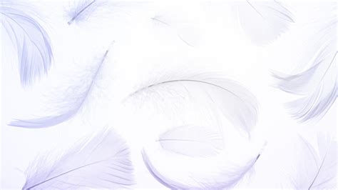 깃털 패턴 컨셉 매크로 사진 부드러운 초점에 흰색 배경에 여러 가지 빛깔의 파스텔 천사 깃털 클로즈업 텍스처 자연의 우아한 표현 예술 이미지 취약성 공간을 복사합니다 0명에