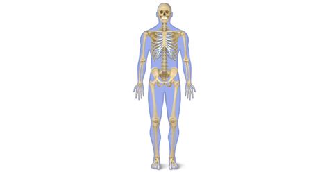 Number Of Bones In Human Body Skeleton Facts DK Find Out