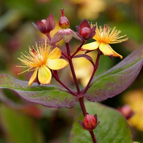 St Johns Wort Hedging Hypericum Inodorum Roots Plants