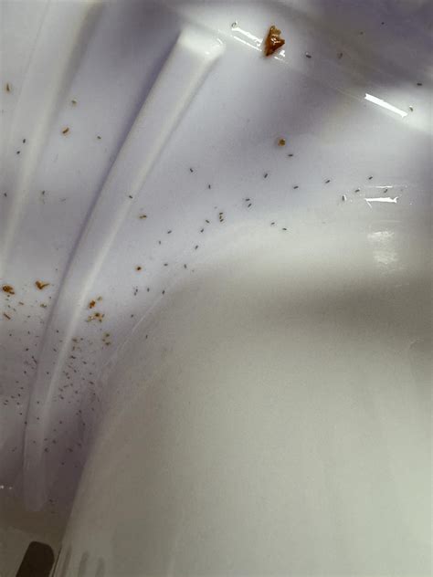 Microscopic Bugs In Kitchen R Whatisthis