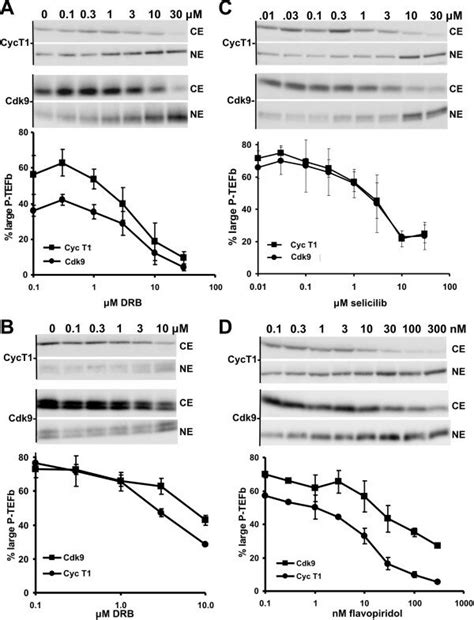 The P Tefb Inhibitors Drb Seliciclib And Flavopiridol Release P Tefb