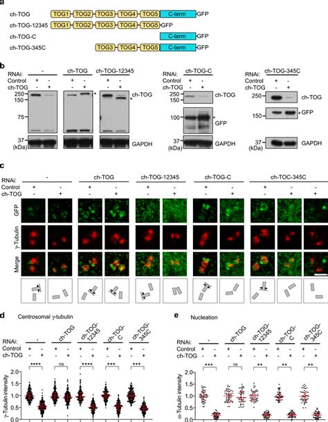 Centrosomal Nucleation Requires Ch Tog Tog Domains And C Terminus A