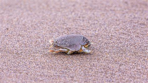 Can You Eat Sand Fleas What Does It Taste Like Find Out Now