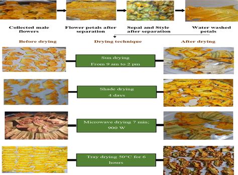 Flow Chart For Drying Pumpkin Flowers Using Different Drying Methods