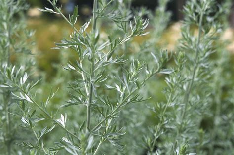 Caring For Artemisia A Complete Guide Plant Pluz