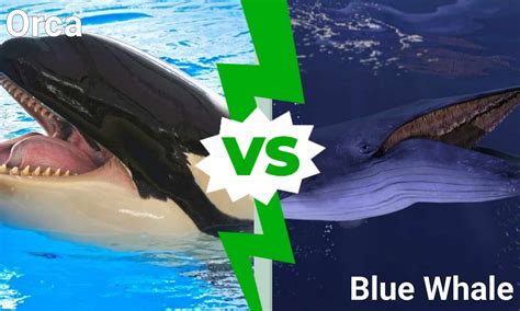 Killer Whale Vs Blue Whale At Bonnie Vincent Blog
