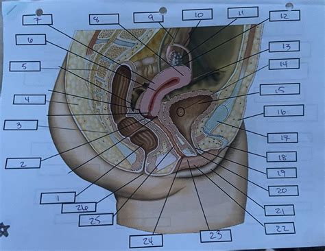 Reproductive System Labeling Page 1 Diagram Quizlet