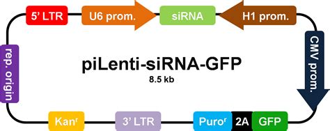 Fat1 Set Sirna Shrna Rnai Lentivector Human Applied Biological Materials Inc