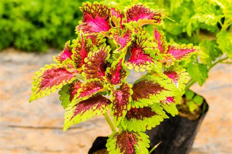 Coleus Painted Nettle Stock Image Image Of Gardening 178001857