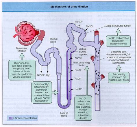 Loop Of Henle Function Javionkruwtucker