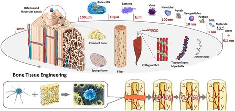 Microstructure And Composition Based Bone Tissue Engineering Download Scientific Diagram
