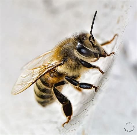 To Keep Bees Bee Bee Tattoo Bee Art