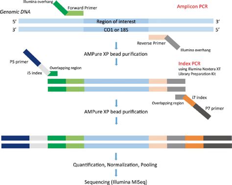Illumina Adapter Sequences Explained At Jessica Fischer Blog