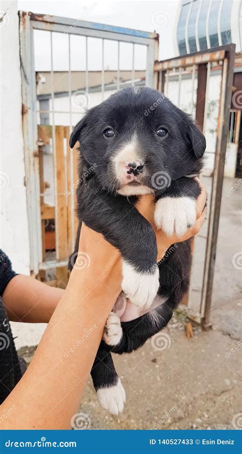 Stray Dog. Derelict, Forlorn, Alone Dog Outdoor Stock Image - Image of ...
