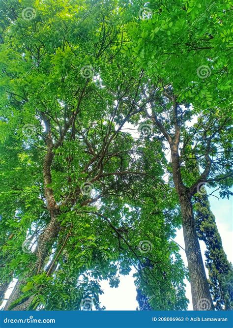 Vegetation Mahogany Tropical Forest Stock Photos Free Royalty Free