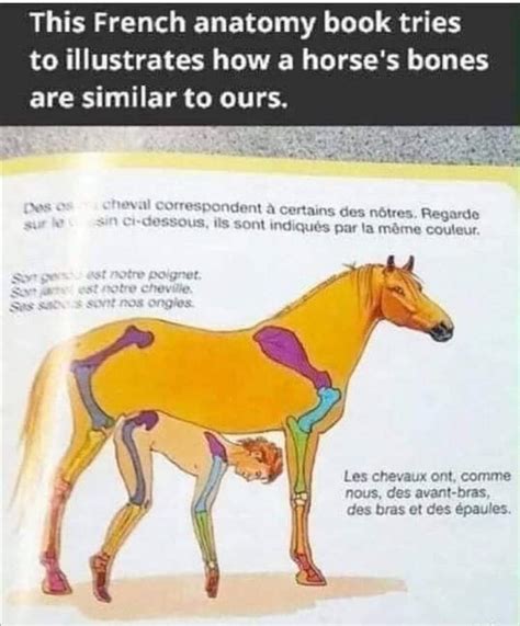 Blahaj In An Ikea Ad For Marriage For All R Blahaj