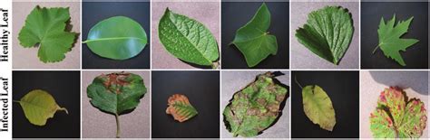 sample images from the included benchmark datasets the first row
