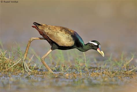 Sexual Selection In The World Of Birds Sex Role Reversal In Birds An Exception To The Rule