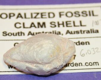 Popular Items For Fossil Clam Shell On Etsy