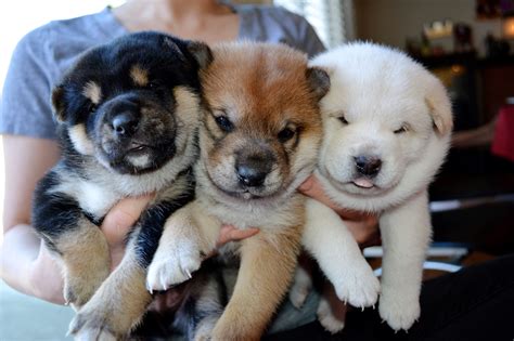 Three Adorable Black Red And White Shiba Inu Puppies