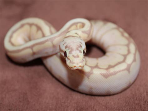 Morph List World Of Ball Pythons