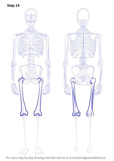 Learn How To Draw A Skeleton Everyday Objects Step By Step Drawing Tutorials Skeleton