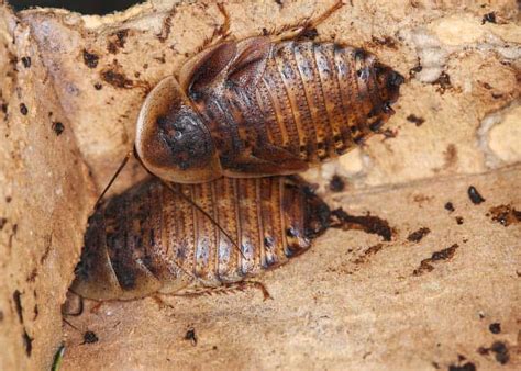 Roach Poop Guide Pictures Identify Compared 6 Things To Know The