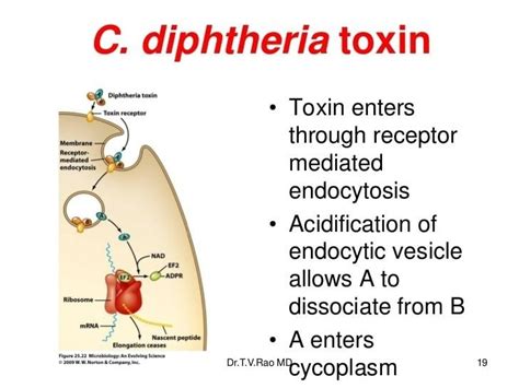 Diphtheria Bacteria Structure