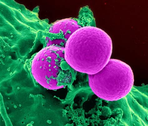 Stem Cell Graphic Urbasm