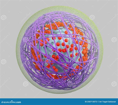 Polymeric Nanoparticle As A Nanocapsule Use As Imaging Agents Or For