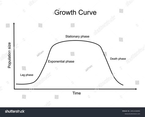Growth Curve Relationship Between Population Size Stock Vector Royalty