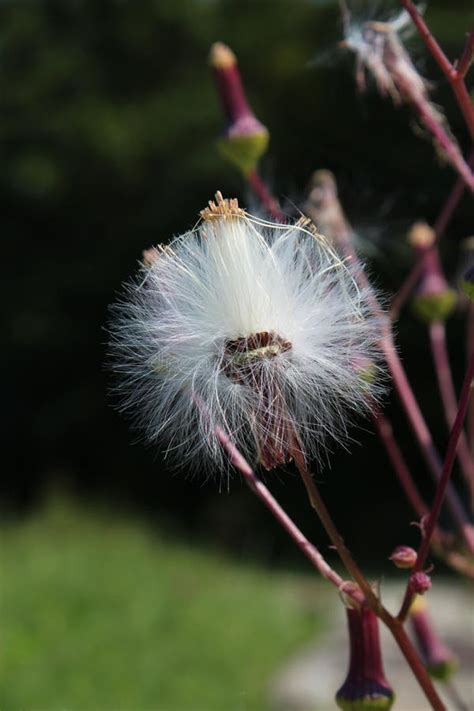Open Seed Pod Ready To Disperse Its Seeds In Early Autumn Stock Image Image Of Macro Pretty