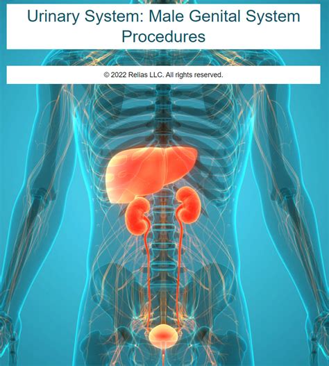 Urinary System Male Genital System Procedures Relias Academy