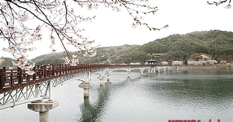 안동 월영교 벚꽃 상춘객 북적