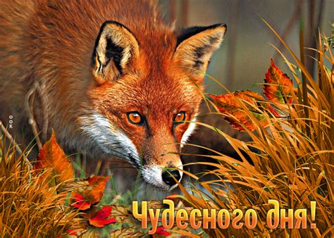 Эффектная открытка с лисой Чудесного дня Скачать бесплатно на