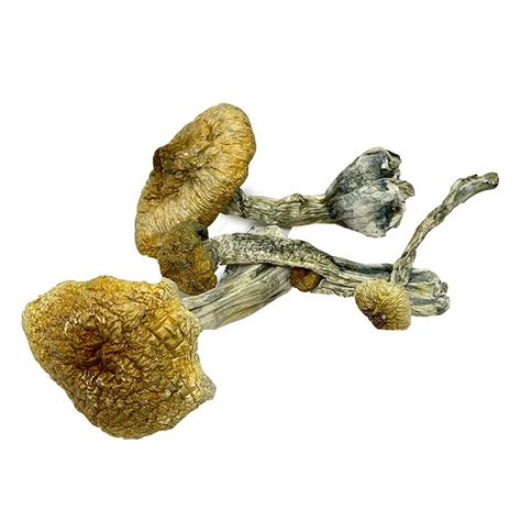 Flying Saucers Mushrooms Buy Online Top Shelf Shrooms