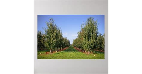 Apple Orchard Poster Zazzle