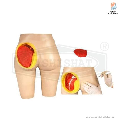 Adult Intramuscular Injection Training Manikin