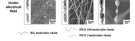 The Chain Entanglement Model A Pure Ha Stiff Polymer Chains Only Download Scientific