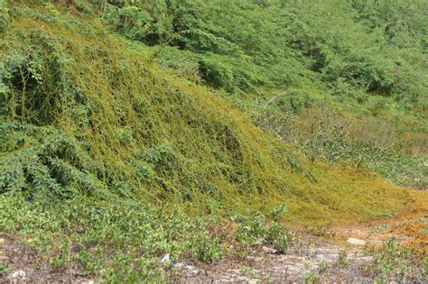 Cassytha Filiformis Eflora Of India