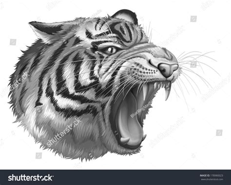 Easy Roaring Tiger Drawing