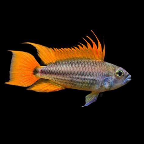 Apistogramma Cacatuoides «orange Orange Cockatoo Dwarf Cichlid Aquatropics