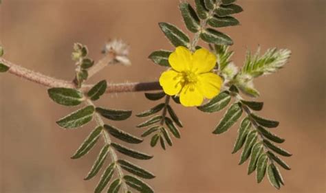 20 Weeds With Yellow Flowers Easy Identification