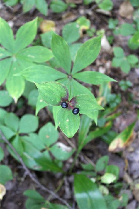 Foraging Indian Cucumber Root Medeola Virginiana — Practical Self