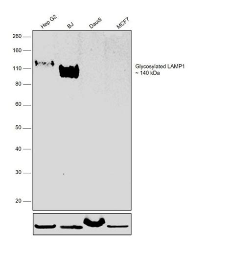 Invitrogen Cd107a Lamp 1 Monoclonal Antibody Ebioh4a3 Efluor 660