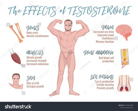 Androgen Hormone Functions Effects And Deficiency 88guru